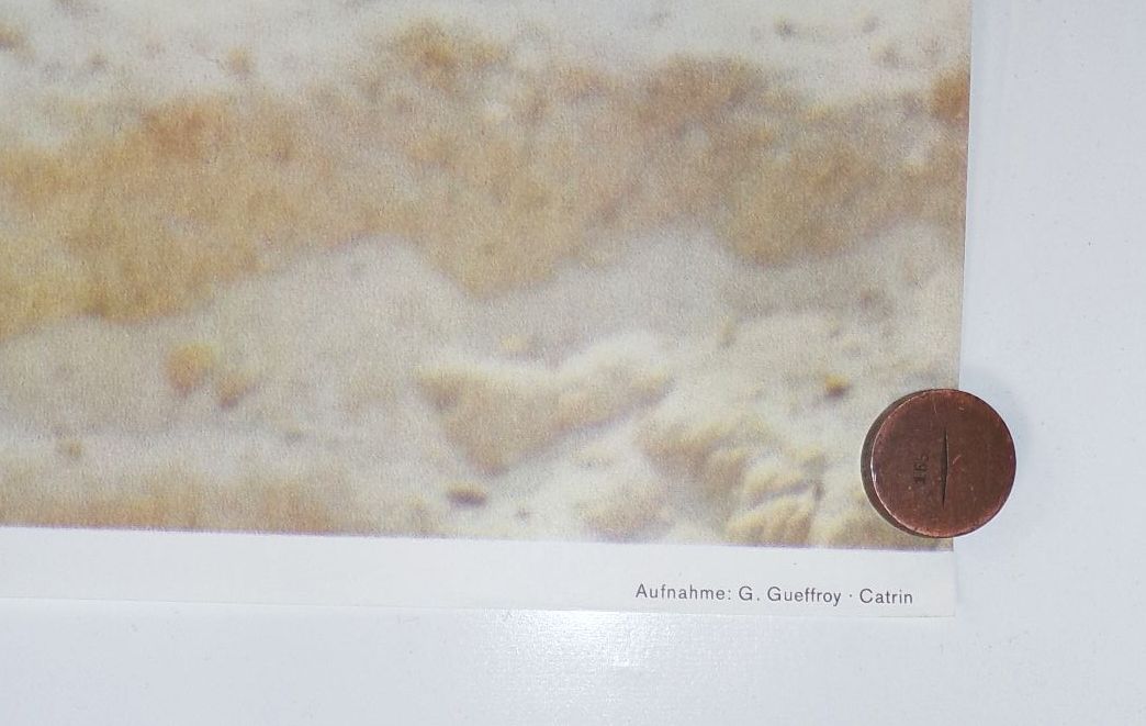 DDR Erotik Plakat nackte Frau Catrin 1970er Jahre Akt Poster | 19336